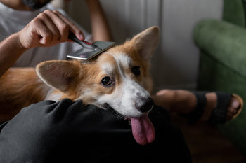 Must Have Spring Grooming Tools for Dogs to Keep Your Pup Fresh